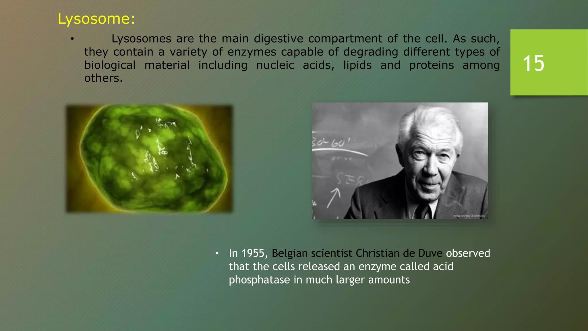 STRUCTURE & FUNCTION OF MAJOR ORGANELLES RIBOSOMES,LYSOSOMES ...