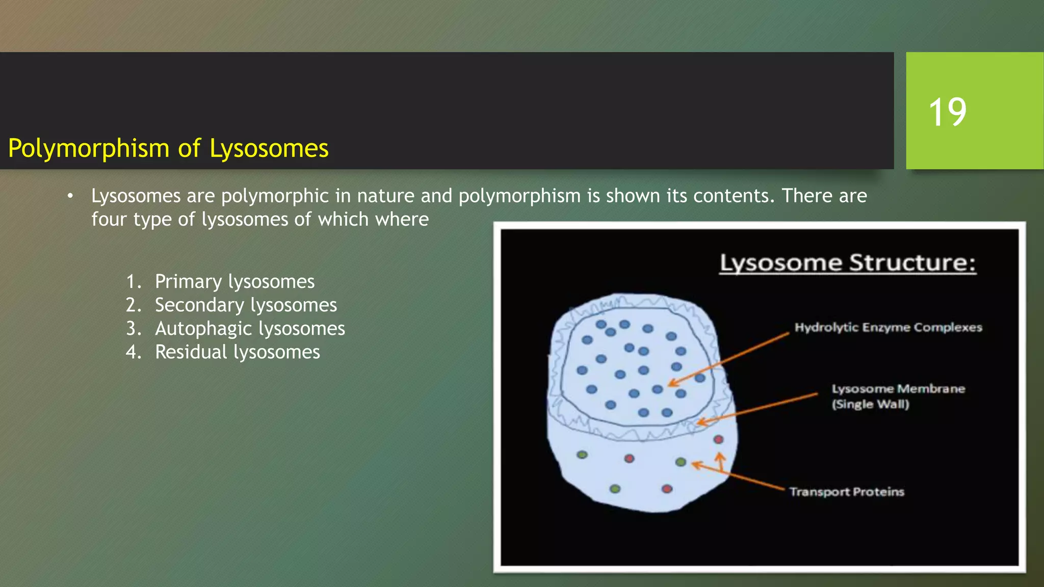 STRUCTURE & FUNCTION OF MAJOR ORGANELLES RIBOSOMES,LYSOSOMES ...