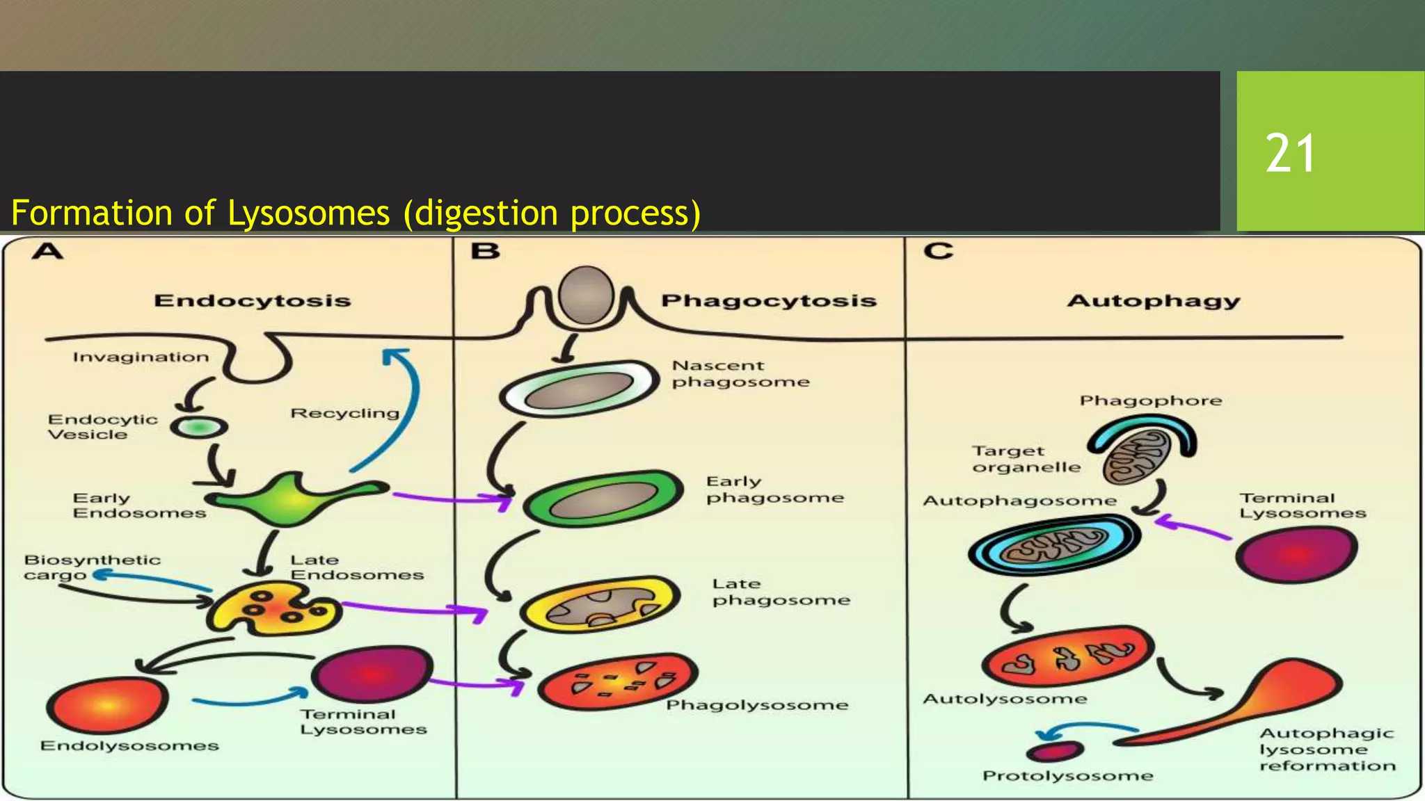 STRUCTURE & FUNCTION OF MAJOR ORGANELLES RIBOSOMES,LYSOSOMES ...