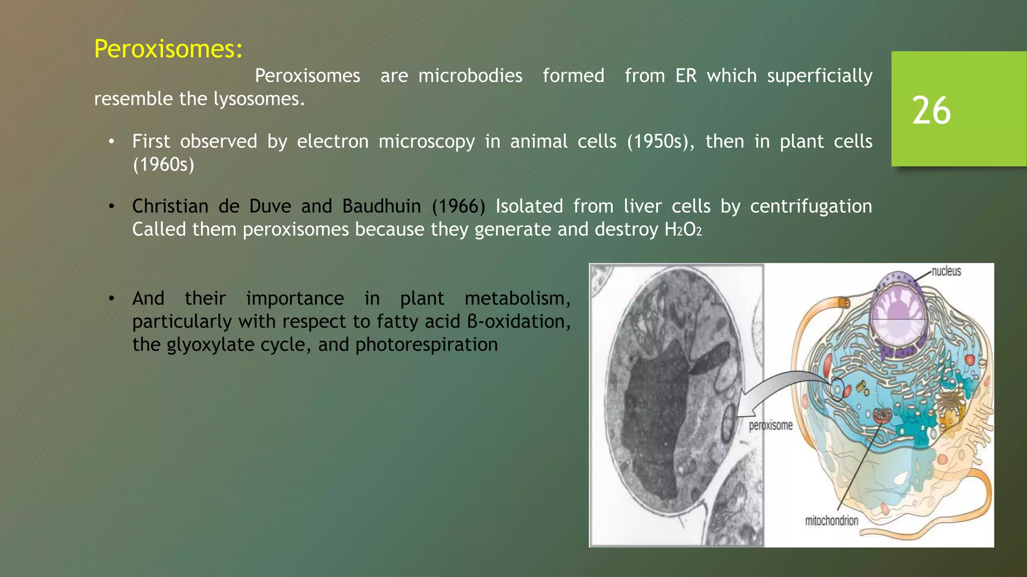 STRUCTURE & FUNCTION OF MAJOR ORGANELLES RIBOSOMES,LYSOSOMES,PEROXISOMES & ENDOPLASMIC RETICULUM ...