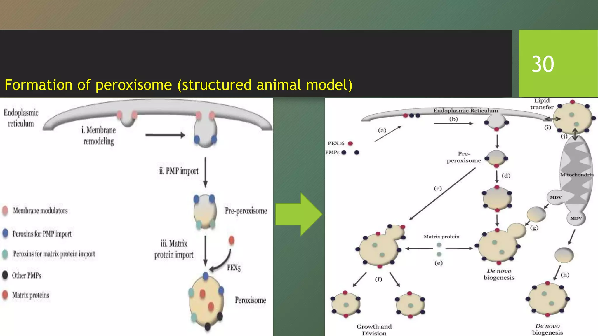 STRUCTURE & FUNCTION OF MAJOR ORGANELLES RIBOSOMES,LYSOSOMES ...