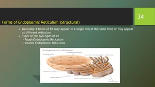 STRUCTURE & FUNCTION OF MAJOR ORGANELLES RIBOSOMES,LYSOSOMES ...