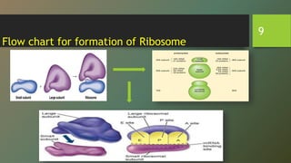 STRUCTURE & FUNCTION OF MAJOR ORGANELLES RIBOSOMES,LYSOSOMES ...