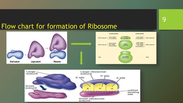 STRUCTURE & FUNCTION OF MAJOR ORGANELLES RIBOSOMES,LYSOSOMES ...
