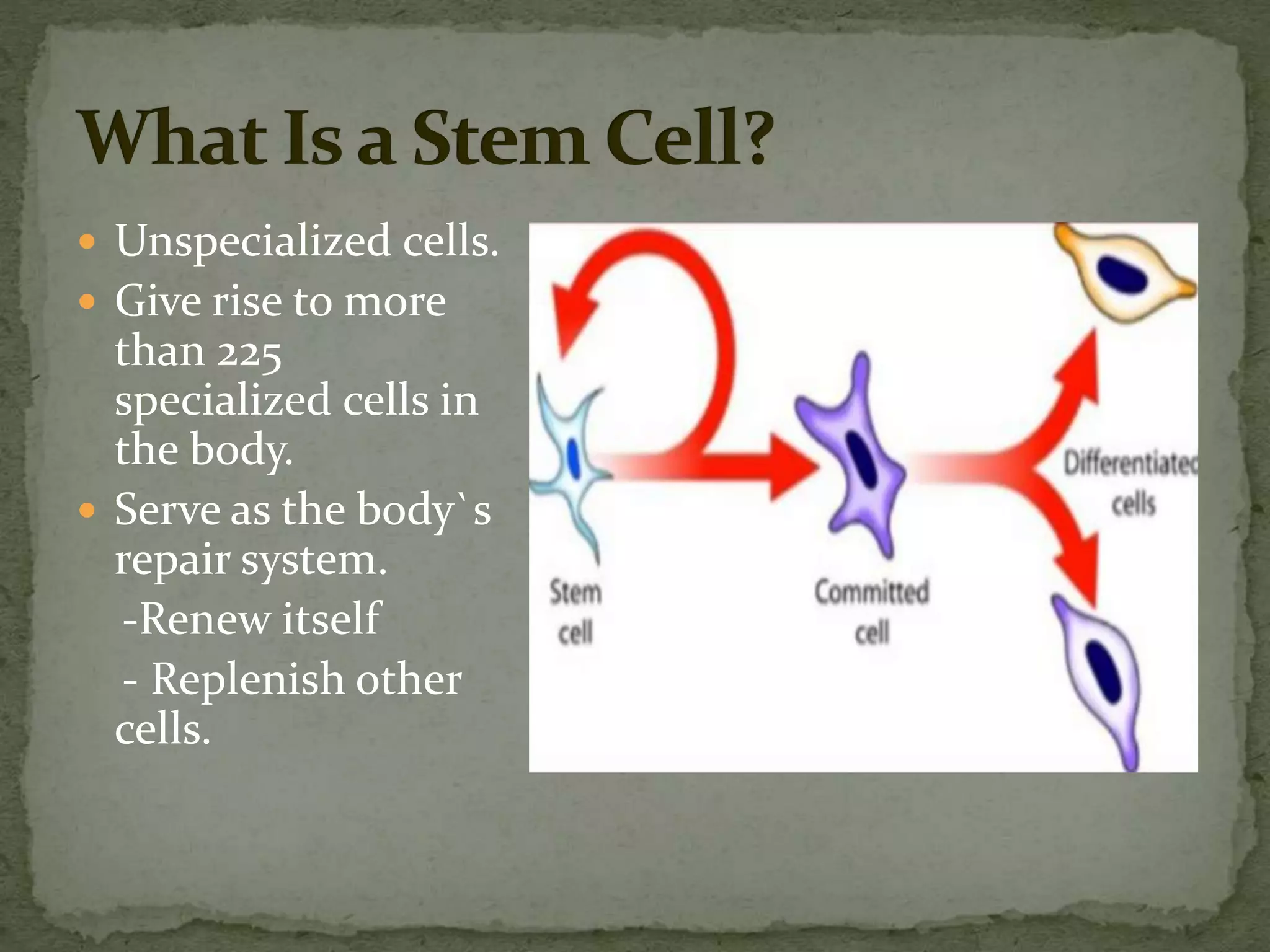 AJAY YADAV ppt of stem cell.pptx