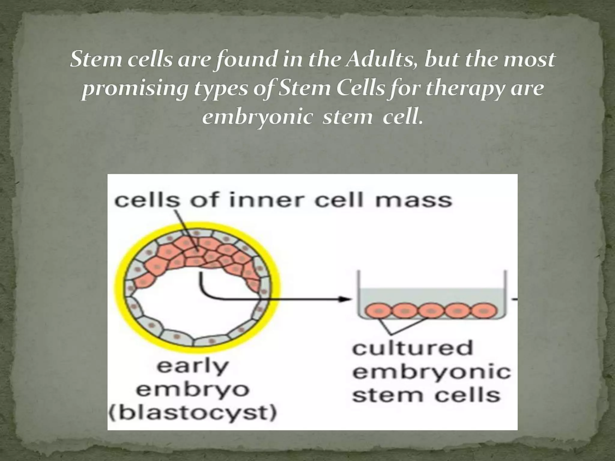 AJAY YADAV ppt of stem cell.pptx