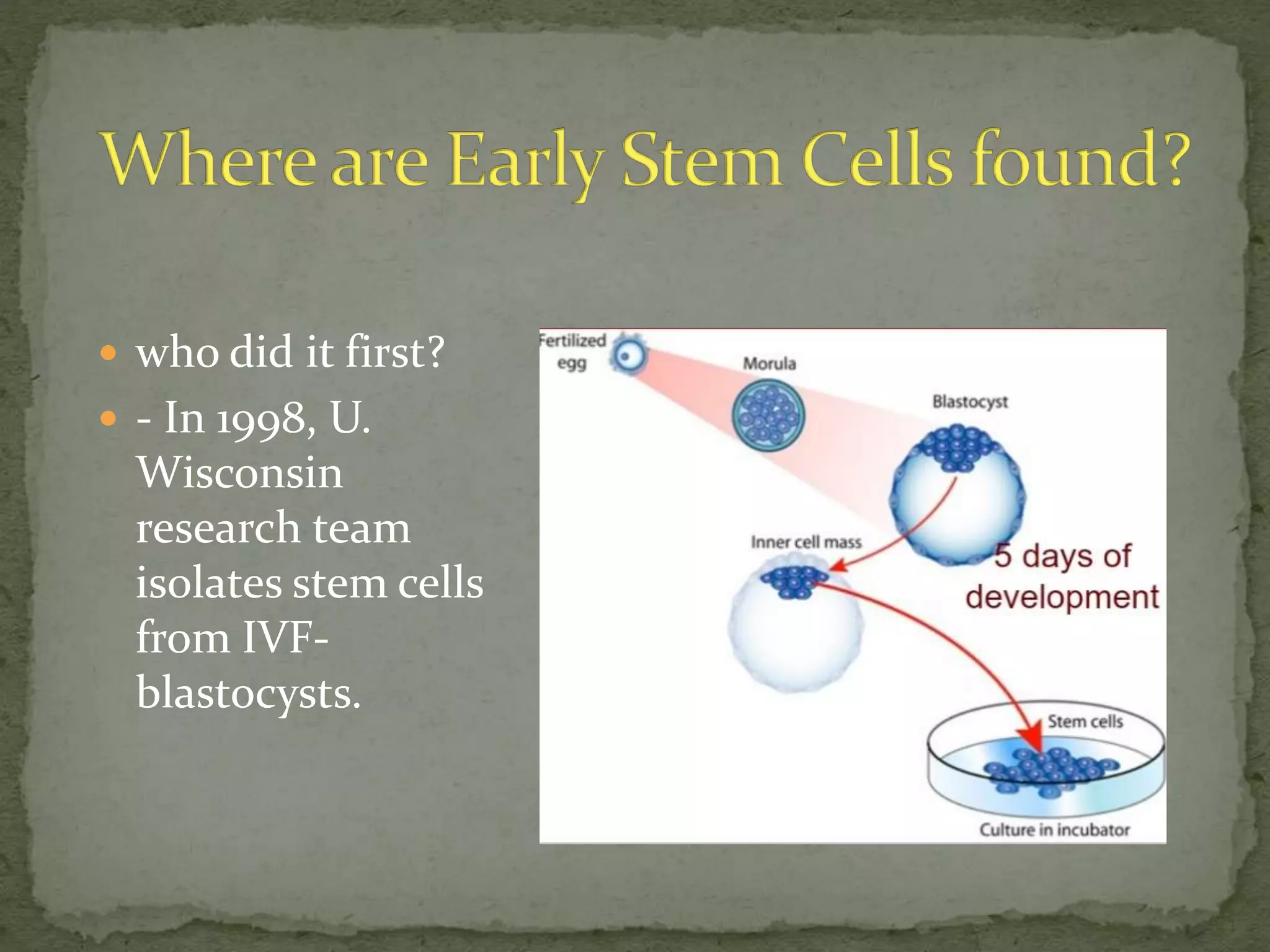AJAY YADAV ppt of stem cell.pptx | Biological Sciences | Science