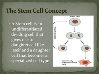 AJAY YADAV ppt of stem cell.pptx