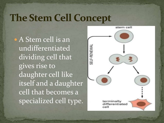 AJAY YADAV ppt of stem cell.pptx | Biological Sciences | Science