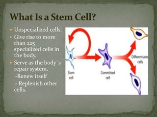 AJAY YADAV ppt of stem cell.pptx | Biological Sciences | Science