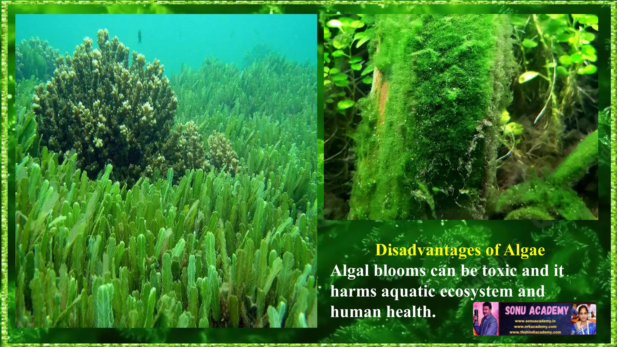 Microorganisms: Friend and Foe – Algae Chapter-2 Class 8- CBSE | PPTX