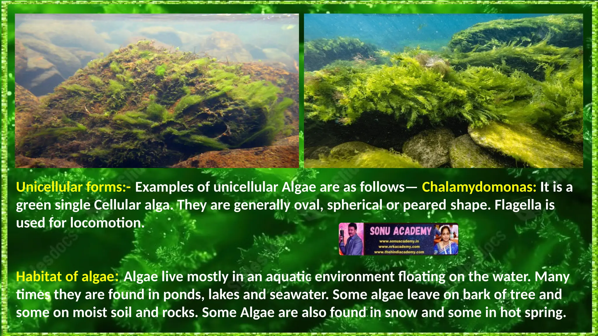 Microorganisms: Friend and Foe – Algae Chapter-2 Class 8- CBSE | PPTX