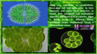 Microorganisms: Friend and Foe – Algae Chapter-2 Class 8- CBSE | PPTX