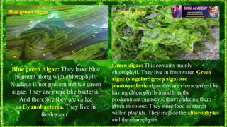 Microorganisms: Friend and Foe – Algae Chapter-2 Class 8- CBSE | PPTX