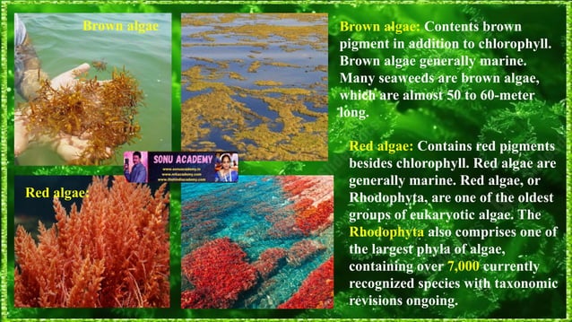 Microorganisms: Friend and Foe – Algae Chapter-2 Class 8- CBSE | PPTX