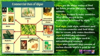 Microorganisms: Friend and Foe – Algae Chapter-2 Class 8- CBSE | PPTX
