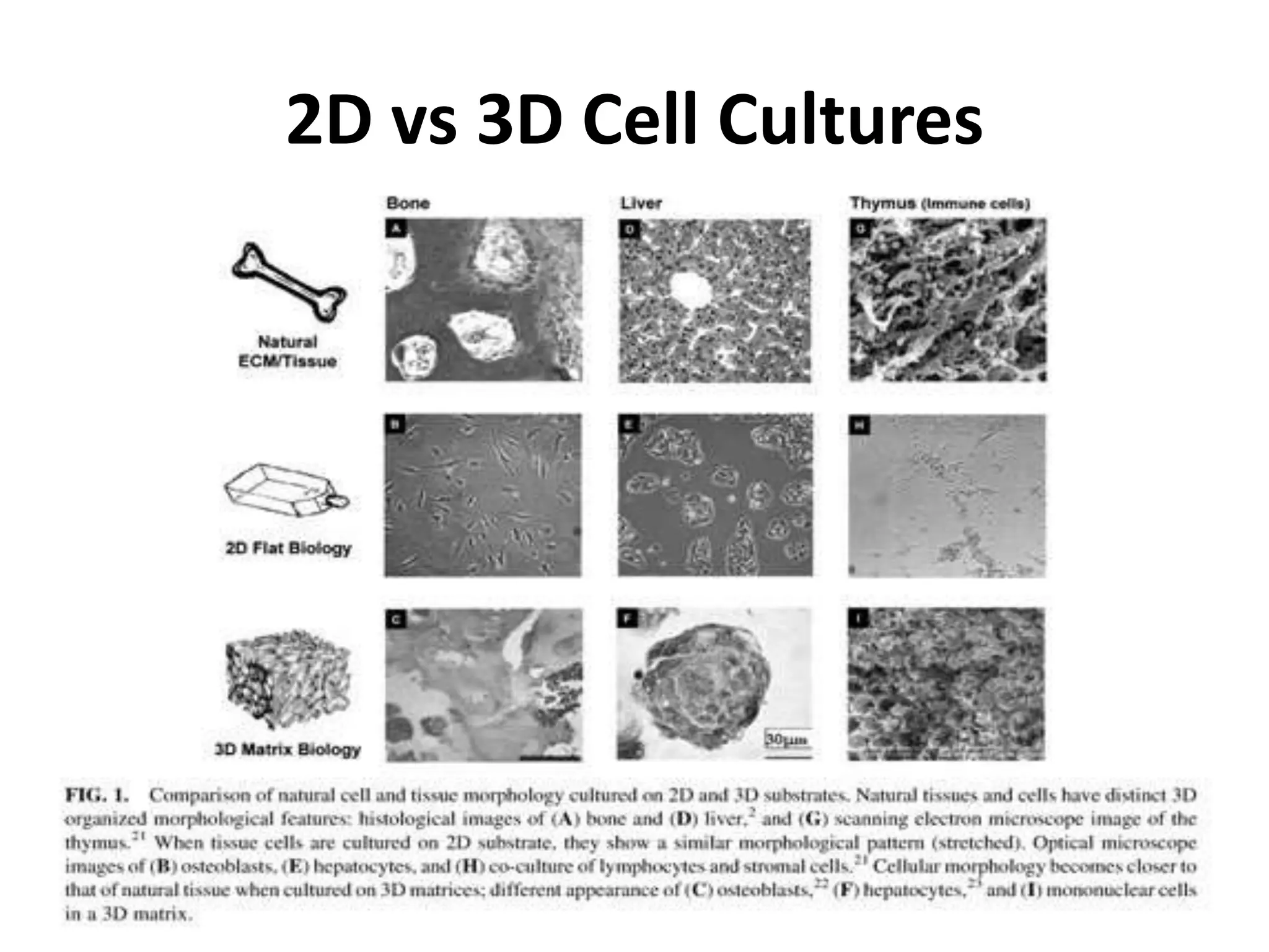 3D cell cultures | PPTX