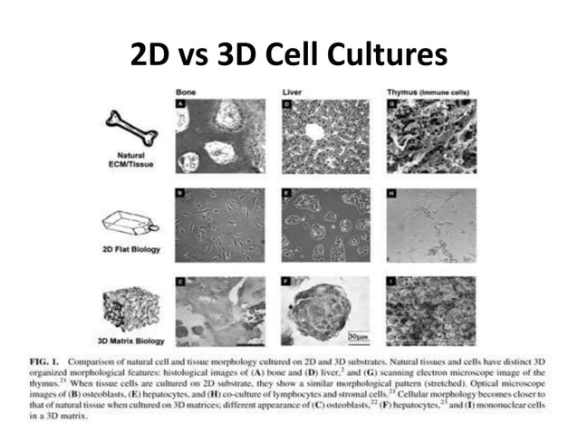 3D cell cultures | PPTX | Biotech and Biomedical Industry | Industries