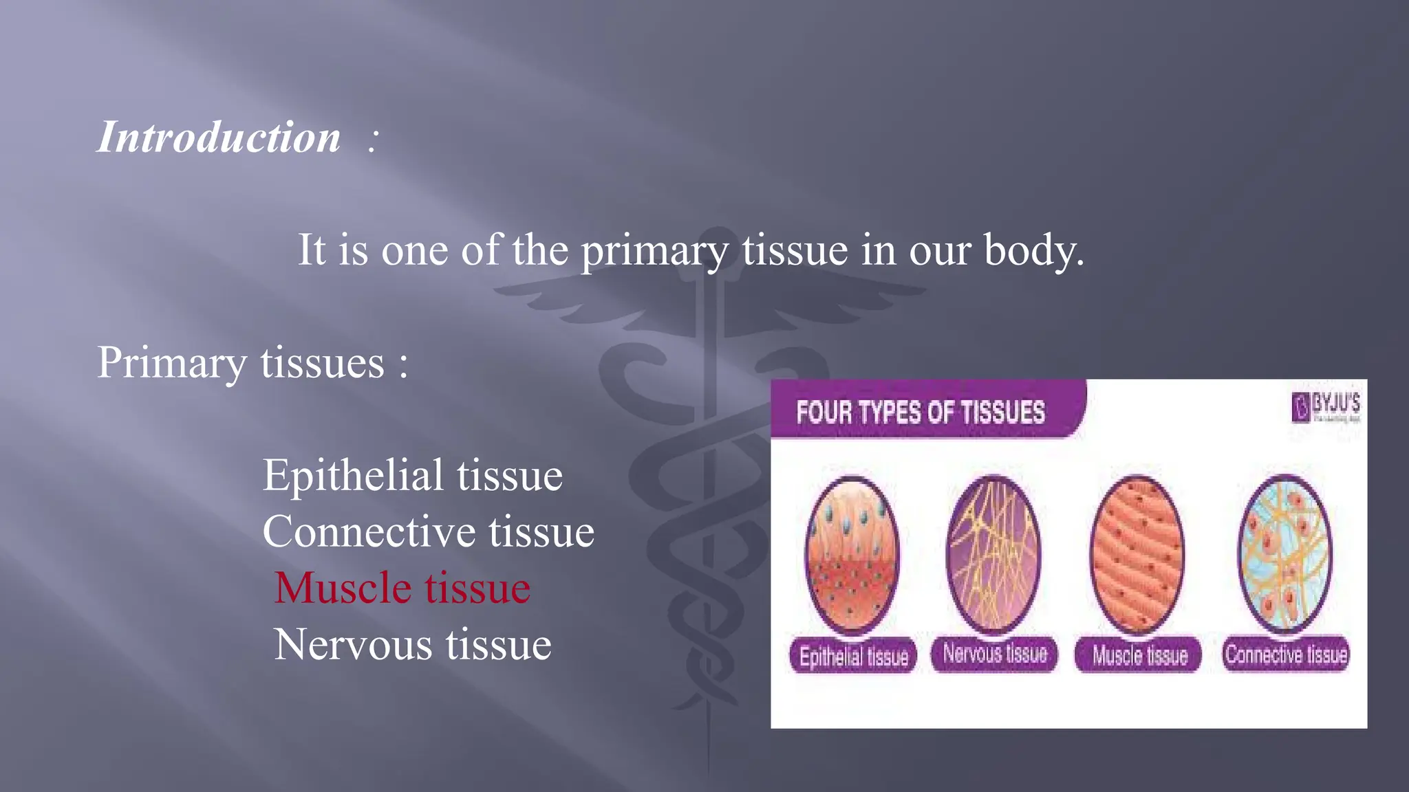 ajith skeletal muscle basics.pptx for anatomy | PPTX