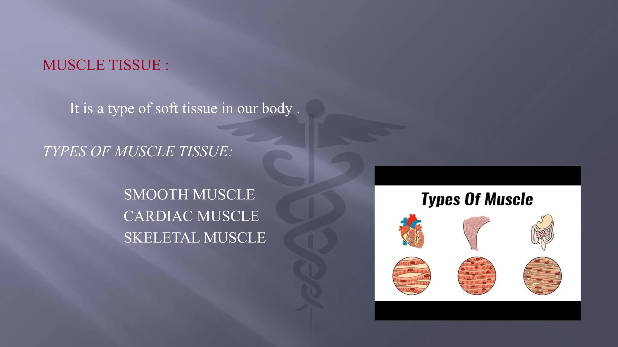 ajith skeletal muscle basics.pptx for anatomy | PPTX