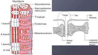 ajith skeletal muscle basics.pptx for anatomy | PPTX