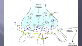 ajith skeletal muscle basics.pptx for anatomy | PPTX