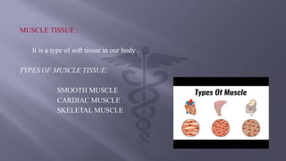 ajith skeletal muscle basics.pptx for anatomy | PPTX