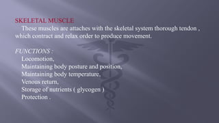 ajith skeletal muscle basics.pptx for anatomy | PPTX