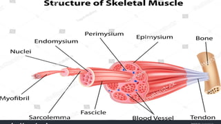 ajith skeletal muscle basics.pptx for anatomy | PPTX
