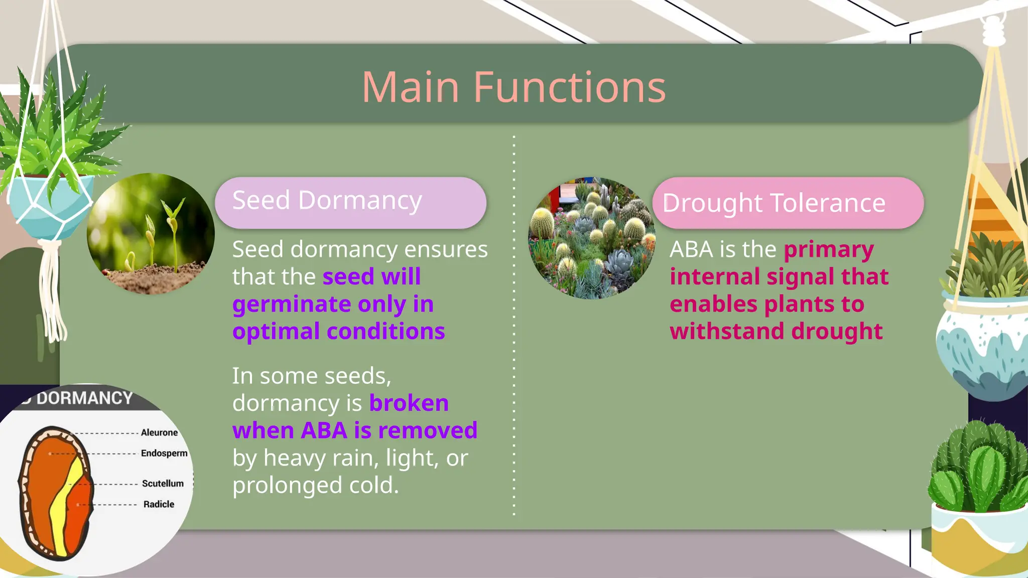 Plant Hormones presentation--Grade 12, term 3 | PPTX