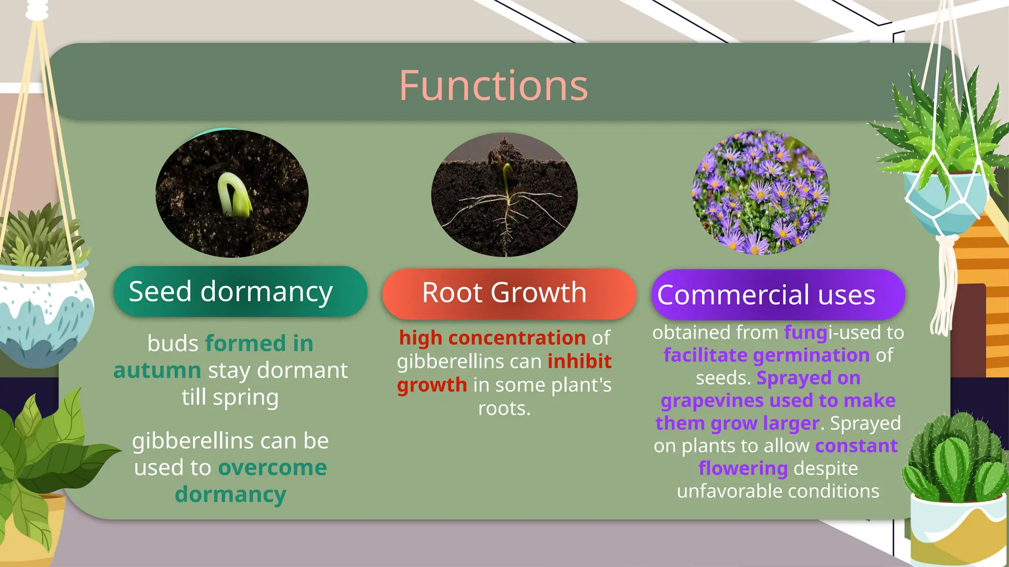 Plant Hormones presentation--Grade 12, term 3 | PPTX