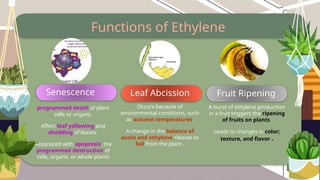 Plant Hormones presentation--Grade 12, term 3 | PPTX