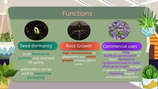 Plant Hormones presentation--Grade 12, term 3 | PPT