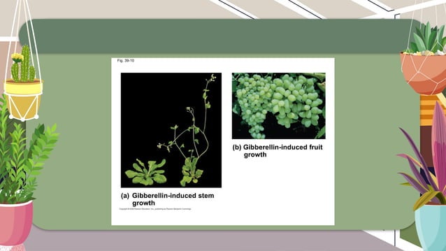 Plant Hormones presentation--Grade 12, term 3 | PPT