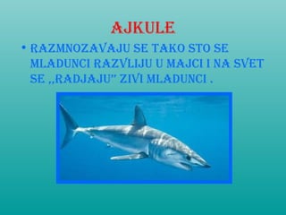 Ajkule | PPT