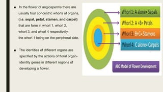 ABC model of flower development crop repro physio | PPTX