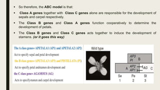 ABC model of flower development crop repro physio | PPTX
