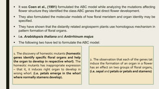 ABC model of flower development crop repro physio | PPTX