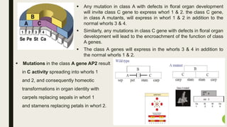 ABC model of flower development crop repro physio | PPTX