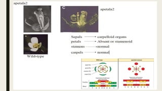 ABC model of flower development crop repro physio | PPTX