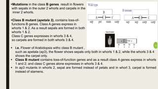 ABC model of flower development crop repro physio | PPTX