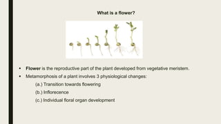 ABC model of flower development crop repro physio | PPTX