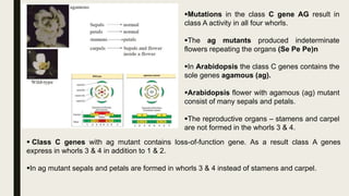 ABC model of flower development crop repro physio | PPTX