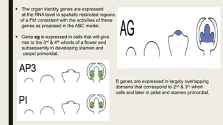 ABC model of flower development crop repro physio | PPTX