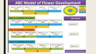 ABC model of flower development crop repro physio | PPTX