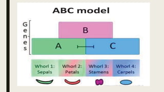 ABC model of flower development crop repro physio | PPTX