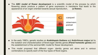 ABC model of flower development crop repro physio | PPTX