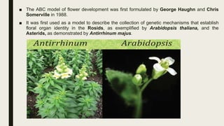 ABC model of flower development crop repro physio | PPTX