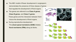 ABC model of flower development crop repro physio | PPTX