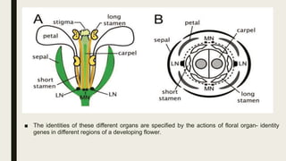 ABC model of flower development crop repro physio | PPTX
